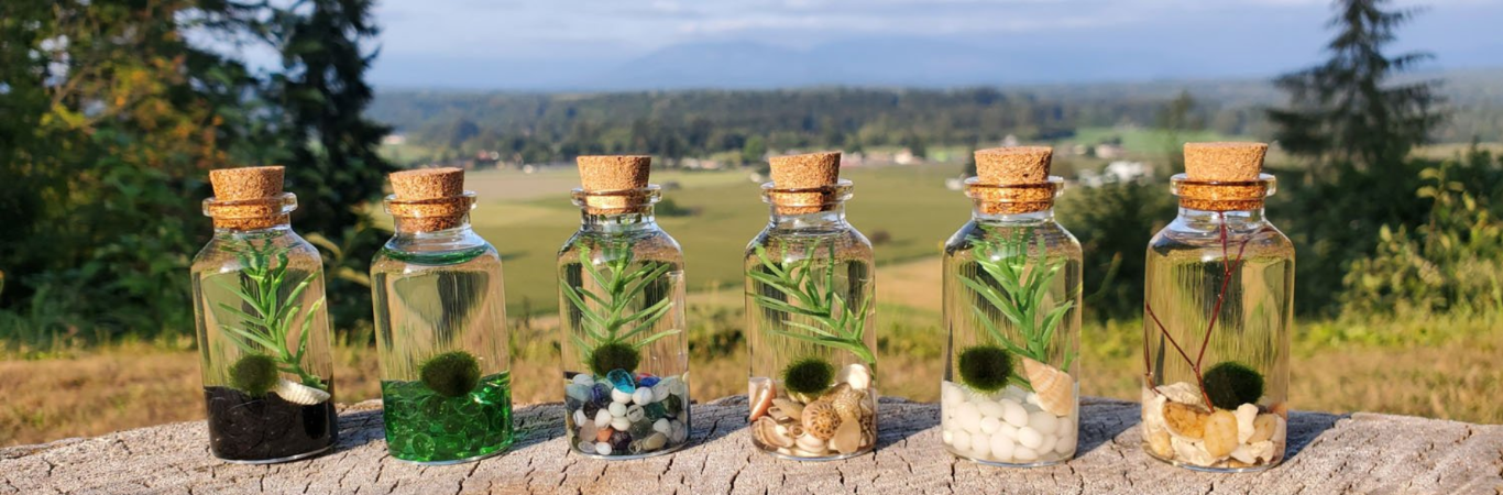 Moss Ball Pets | TikTok for Business Case Study